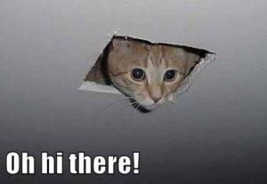 Engaging and Hilarious Hi Memes that Make great Conversation Starters - AMJ