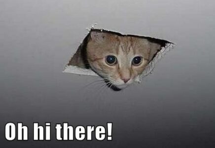 Engaging and Hilarious Hi Memes that Make great Conversation Starters - AMJ