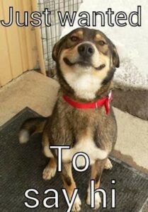 Engaging and Hilarious Hi Memes that Make great Conversation Starters - AMJ