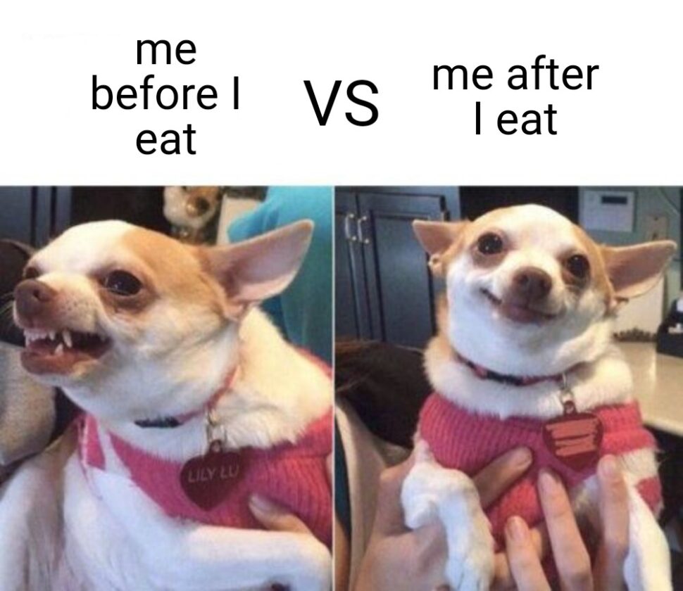 Chihuahua Memes: Hilarious Moments That Will Have You in Stitches - AMJ