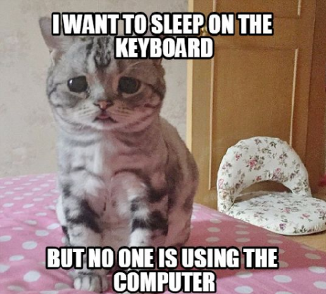 Share the Best Sad Cat Memes: Funny, Relatable, and Perfect for ...