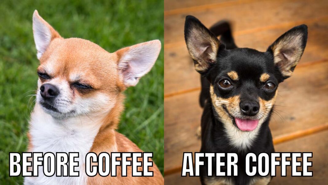 Chihuahua Memes: Hilarious Moments That Will Have You in Stitches - AMJ