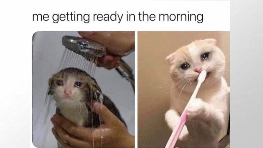 Hilarious and On-point Sad Cat Memes to Share Relatable Reaction in a ...