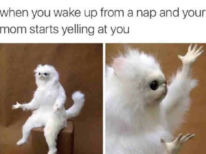 Funny Wake Up Memes for every Late Riser - AMJ