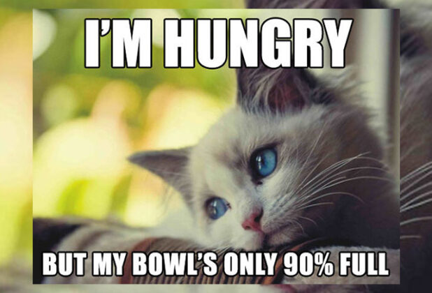 Share the Best Sad Cat Memes: Funny, Relatable, and Perfect for ...