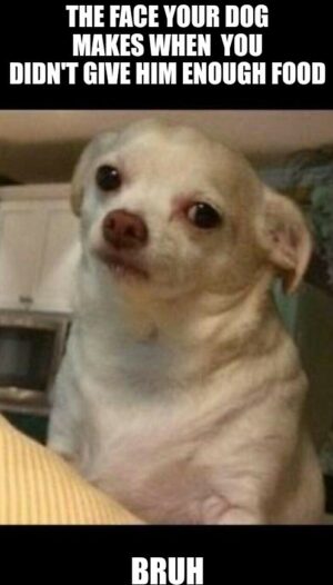 Chihuahua Memes: Hilarious Moments That Will Have You in Stitches - AMJ