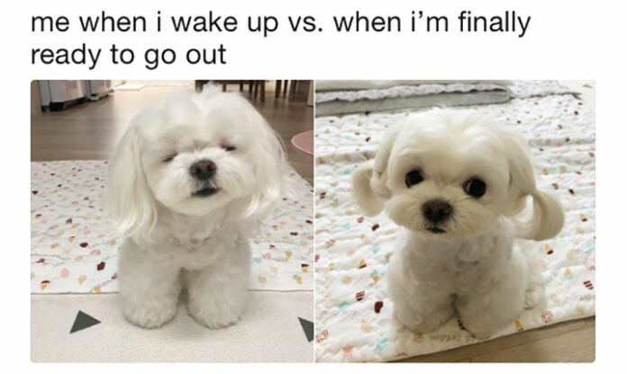 Funny Wake Up Memes for every Late Riser - AMJ