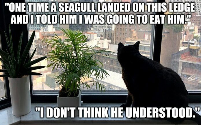 Hilarious and On-point Sad Cat Memes to Share Relatable Reaction in a ...