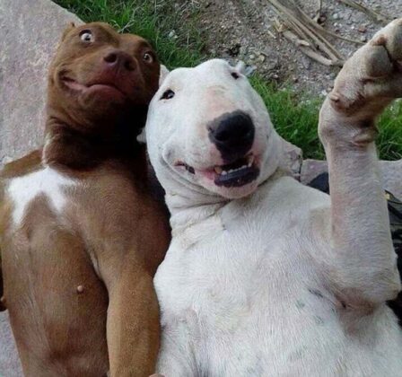 Funny Dog PFPs 2024: Hilarious Dog Profile Pictures to Brighten Your ...