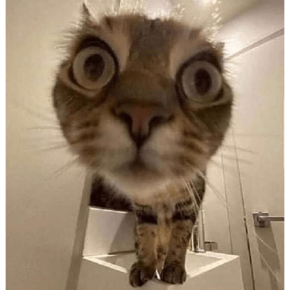 50 Funny Cat PFPs to Make Your Profile Stand Out in 2024 - AMJ