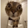 50 Funny Cat PFPs to Make Your Profile Stand Out in 2026 - AMJ