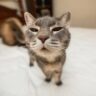 50 Funny Cat PFPs to Make Your Profile Stand Out in 2024 - AMJ