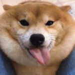 Funny Dog PFPs 2024: Hilarious Dog Profile Pictures to Brighten Your ...