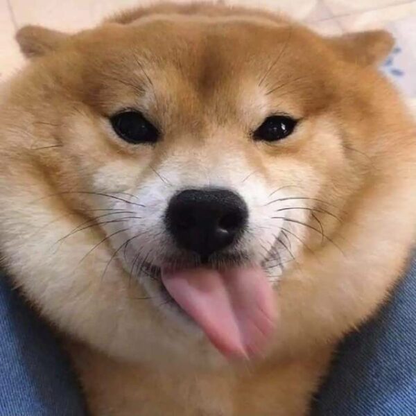 Funny Dog PFPs 2024: Hilarious Dog Profile Pictures to Brighten Your ...