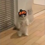 50 Funny Cat PFPs to Make Your Profile Stand Out in 2026 - AMJ