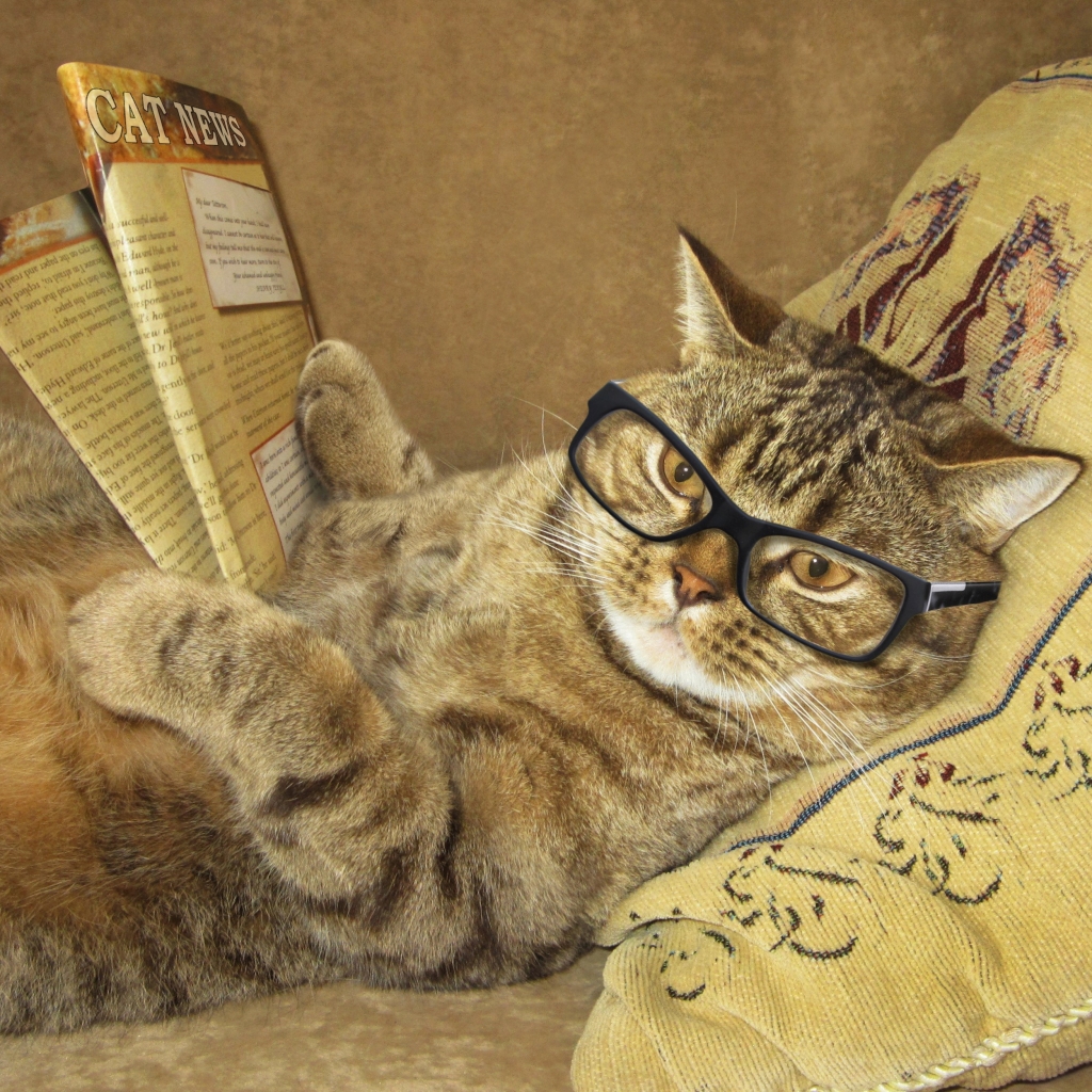 50 Funny Cat PFPs to Make Your Profile Stand Out in 2026 - AMJ