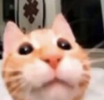 50 Funny Cat PFPs to Make Your Profile Stand Out in 2024 - AMJ