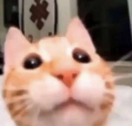 50 Funny Cat PFPs to Make Your Profile Stand Out in 2024 - AMJ