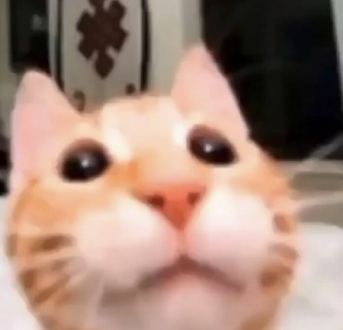 50 Funny Cat PFPs to Make Your Profile Stand Out in 2024 - AMJ