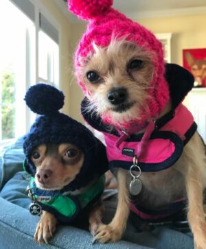 Funny Dog PFPs 2024: Hilarious Dog Profile Pictures to Brighten Your ...