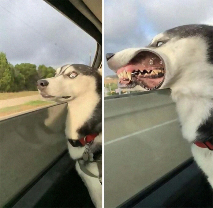 Funny Dog PFPs 2024: Hilarious Dog Profile Pictures to Brighten Your ...