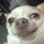 Funny Dog PFPs 2024: Hilarious Dog Profile Pictures to Brighten Your ...