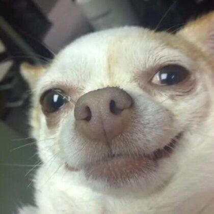 Funny Dog PFPs 2024: Hilarious Dog Profile Pictures to Brighten Your ...