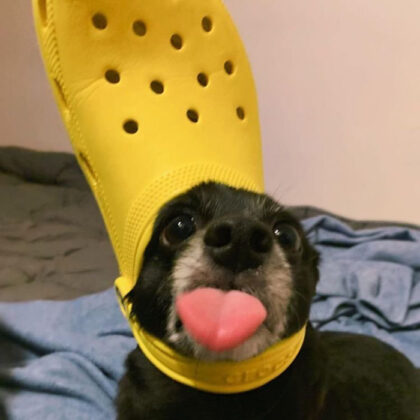 Funny Dog PFPs 2024: Hilarious Dog Profile Pictures to Brighten Your ...