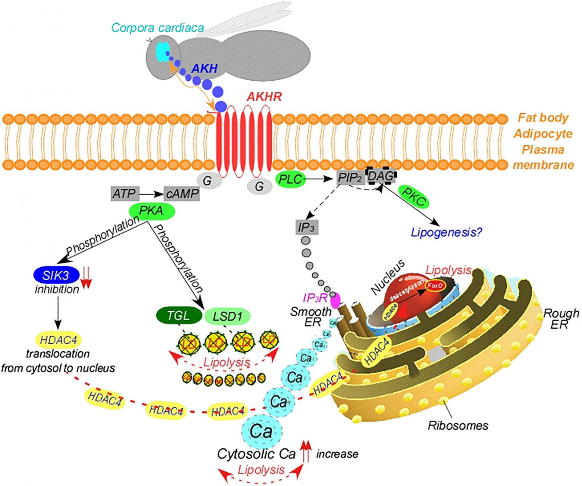Peptides in Fat Cell Research: Roles and Implications for Biological ...